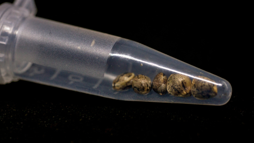 Uptown Growlab Seeds