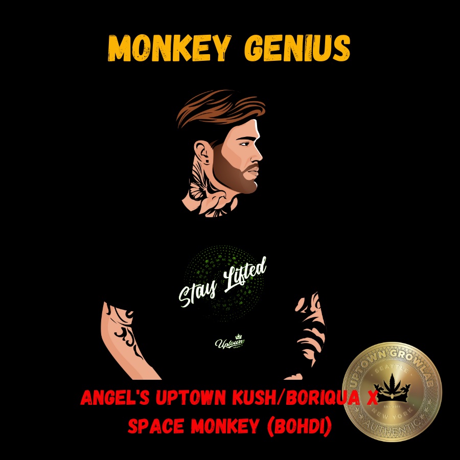 Uptown Growlab Seeds