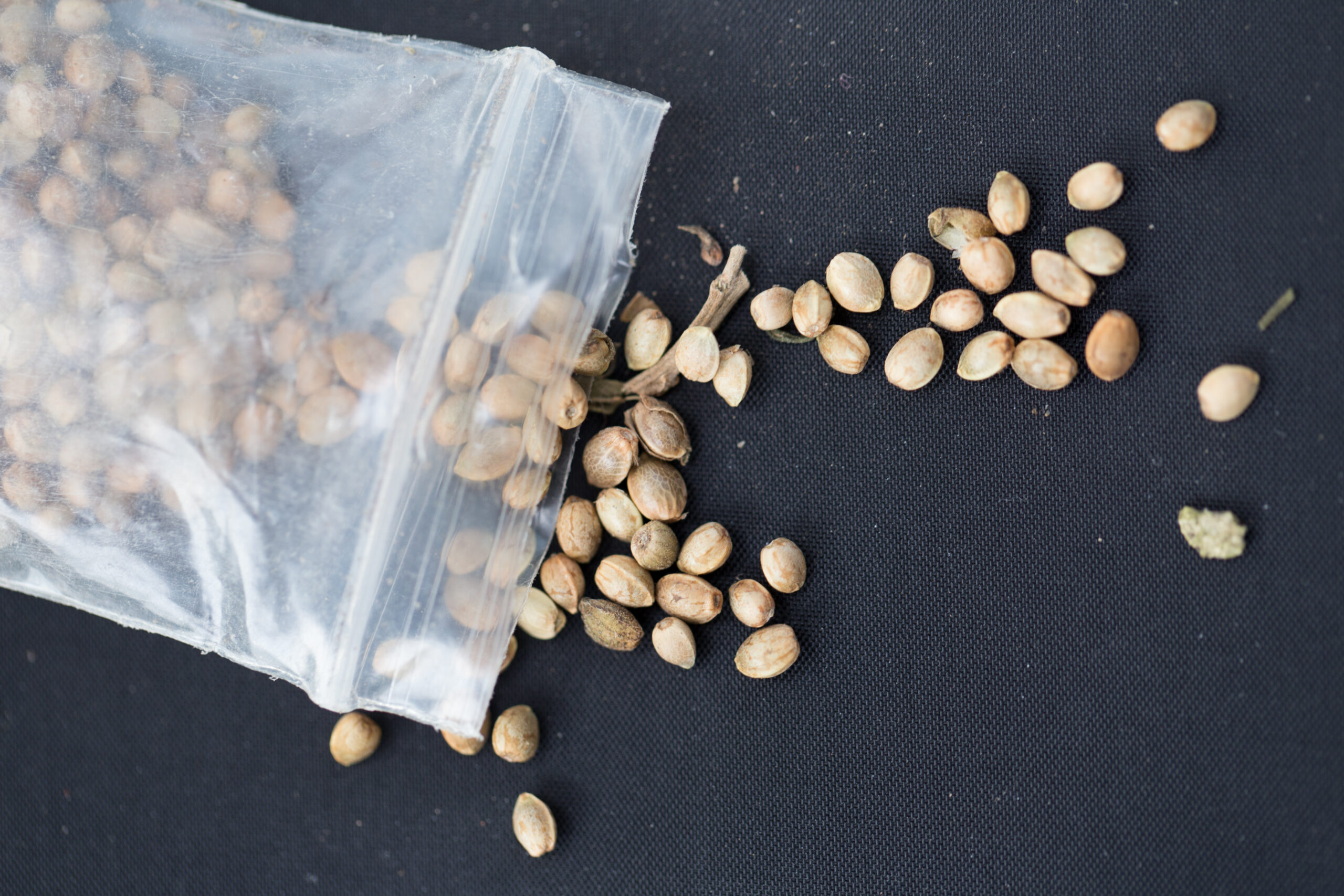 Uptown Growlab Seeds